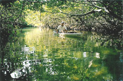 Kayak Tours | Key West Travel Guide - Visitor Information for Key West ...