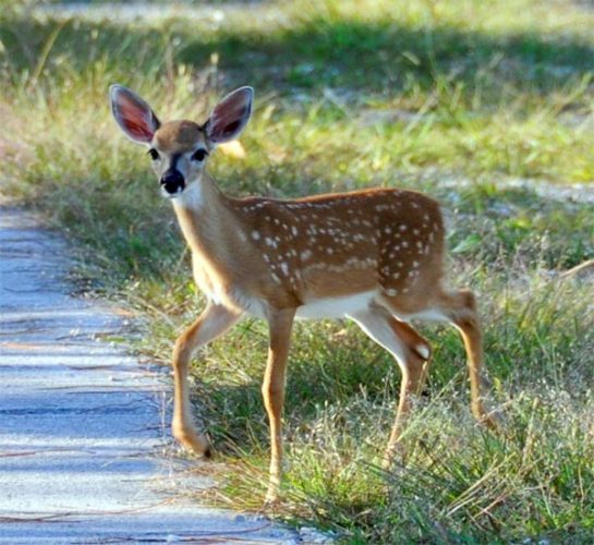 key-deer | Key West Travel Guide - Visitor Information for Key West, FL ...