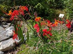 Key West Tropical Forest & Botanical Garden | Key West Travel Guide ...