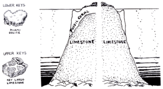 limestone | Key West Travel Guide - Visitor Information for Key West ...