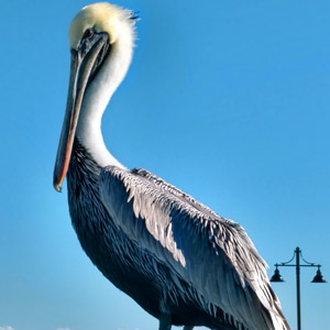 Key West Photo of the Day: Brown Pelican on the Pier | Key West Travel ...