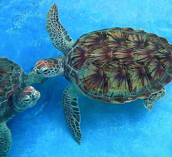 sea-turtles | Key West Travel Guide - Visitor Information for Key West ...